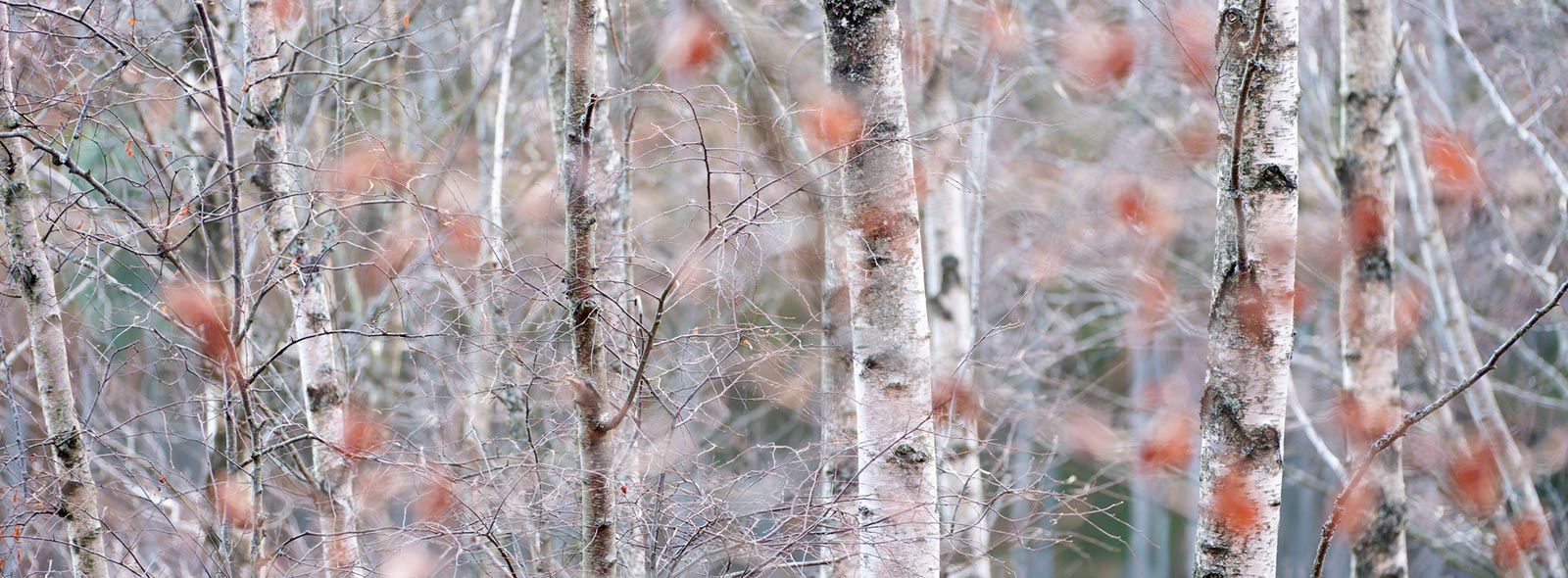 Ian Biggs - Fortingall Art