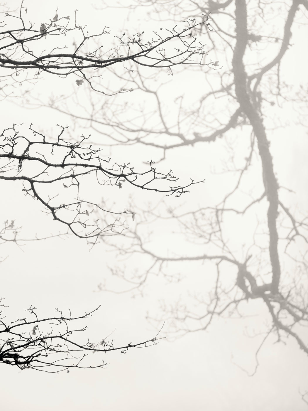 Ian Biggs - Fortingall Art